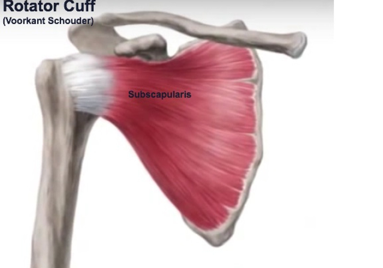 Cuffruptuur (gescheurde schouderpees) | St. Antonius Ziekenhuis
