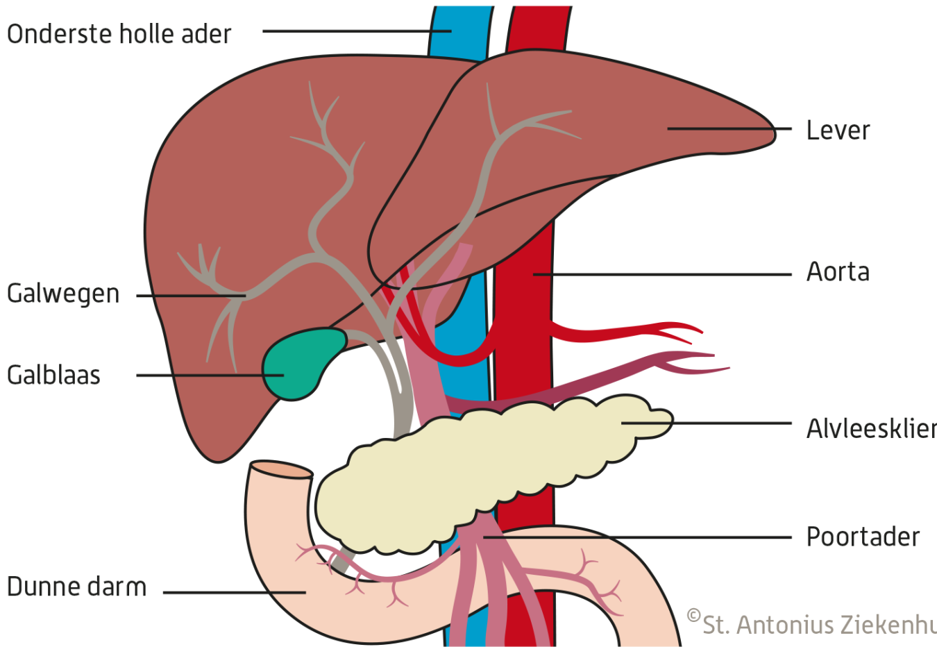 Leveroperatie | St. Antonius Ziekenhuis