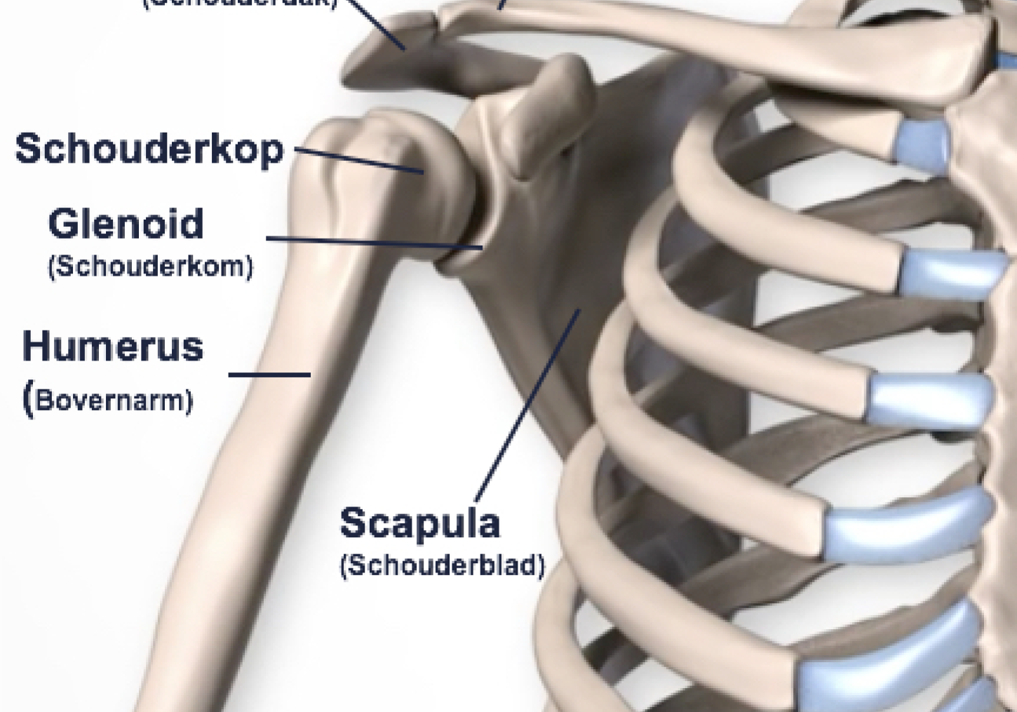 AC-luxatie (acromio claviculaire luxatie) | St. Antonius Ziekenhuis