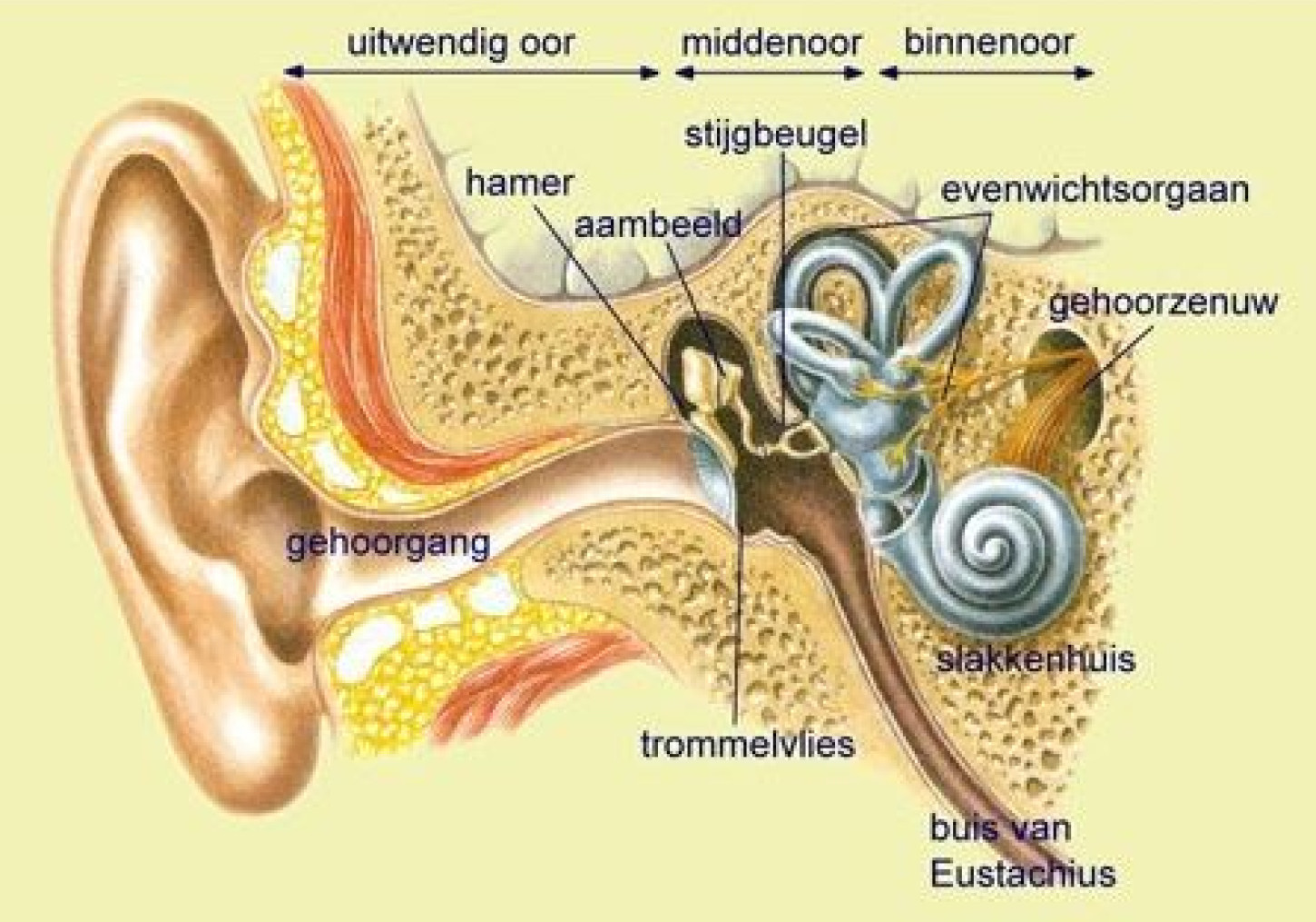 Ziekte van Ménière | St. Antonius Ziekenhuis