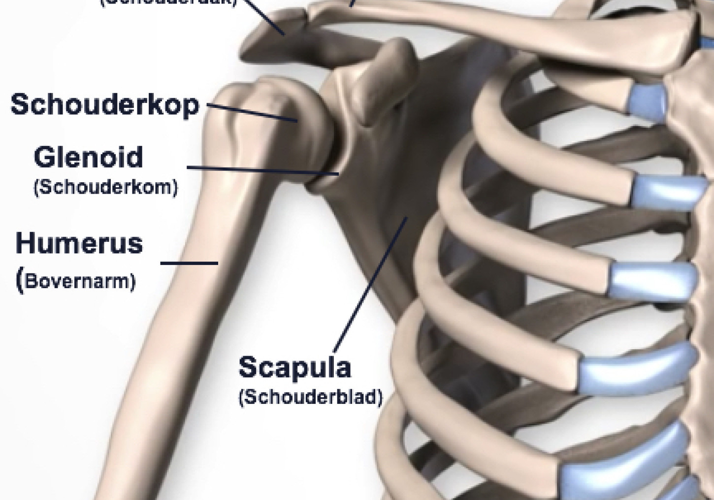 Schouderprothese | St. Antonius Ziekenhuis
