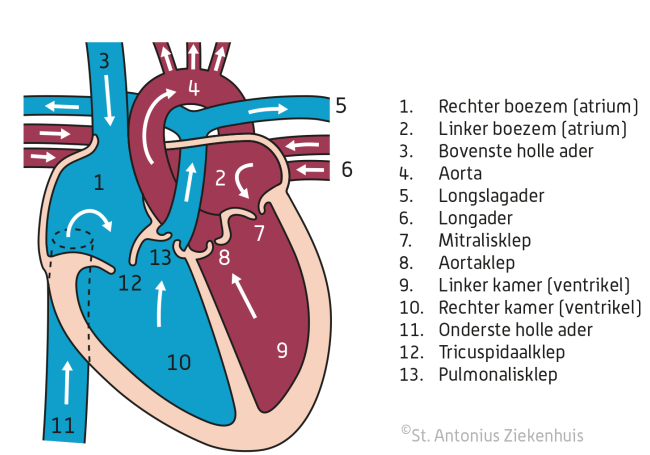 Bacteriële endocarditis | St. Antonius Ziekenhuis
