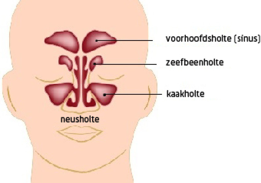 Endoscopische operaties aan de neusbijholten | St. Antonius Ziekenhuis