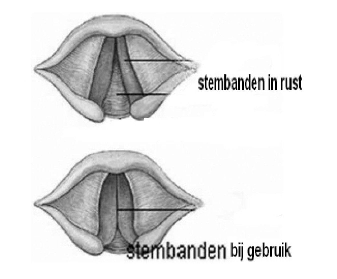 Stembandenonderzoek (microlaryngoscopie) | St. Antonius Ziekenhuis