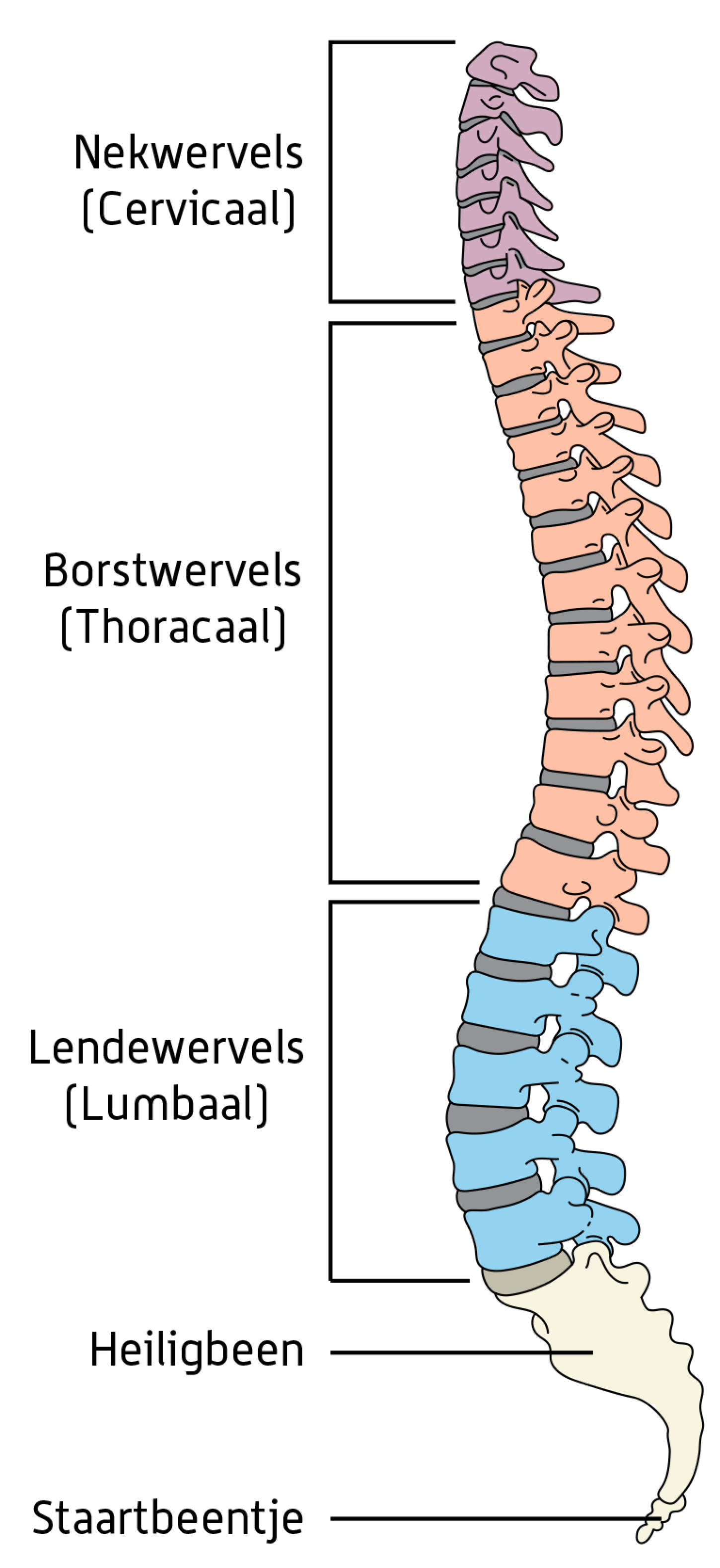 Osteopenie (verlaagde botmineraaldichtheid) | St. Antonius Ziekenhuis