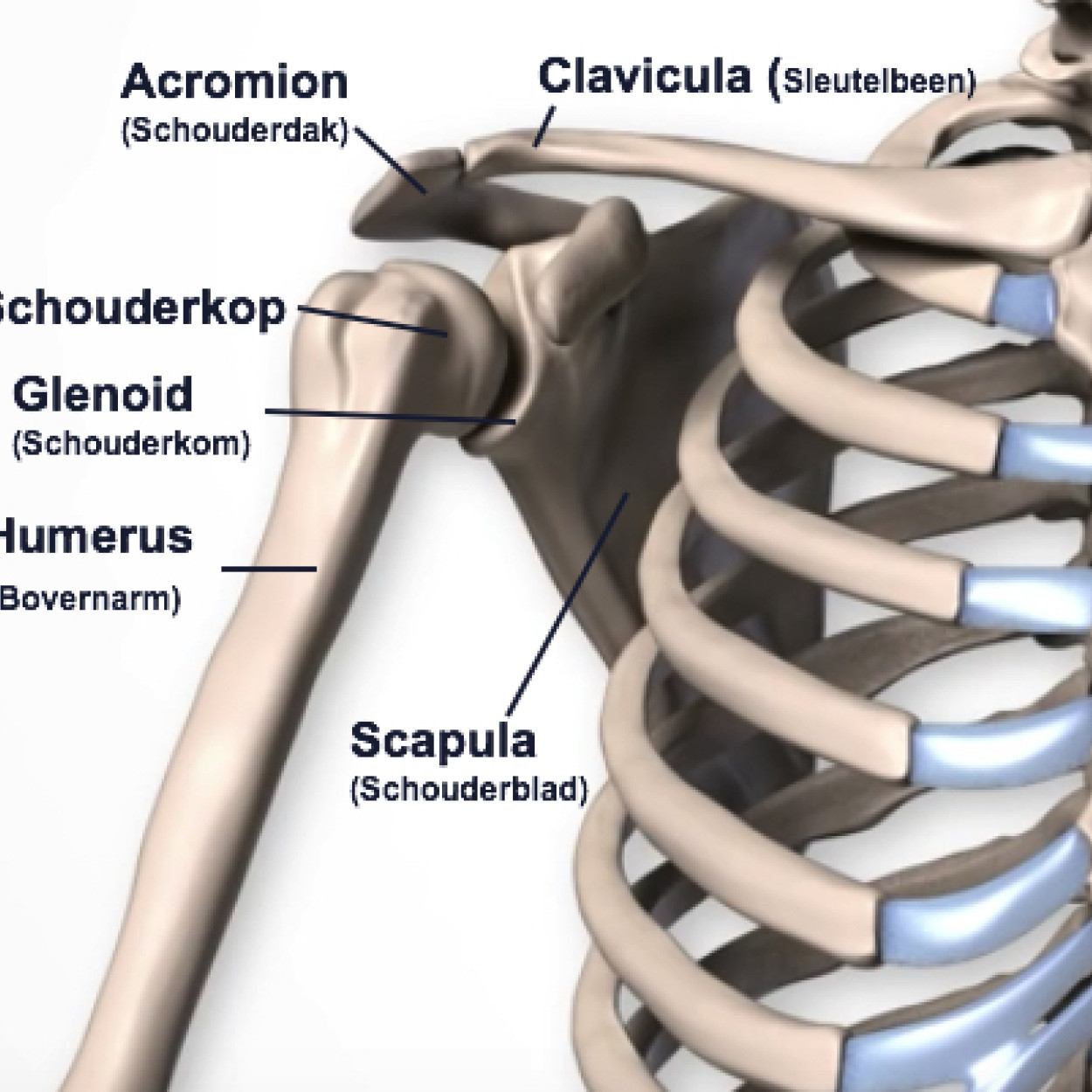 Artrose van de schouder (slijtage) | St. Antonius Ziekenhuis