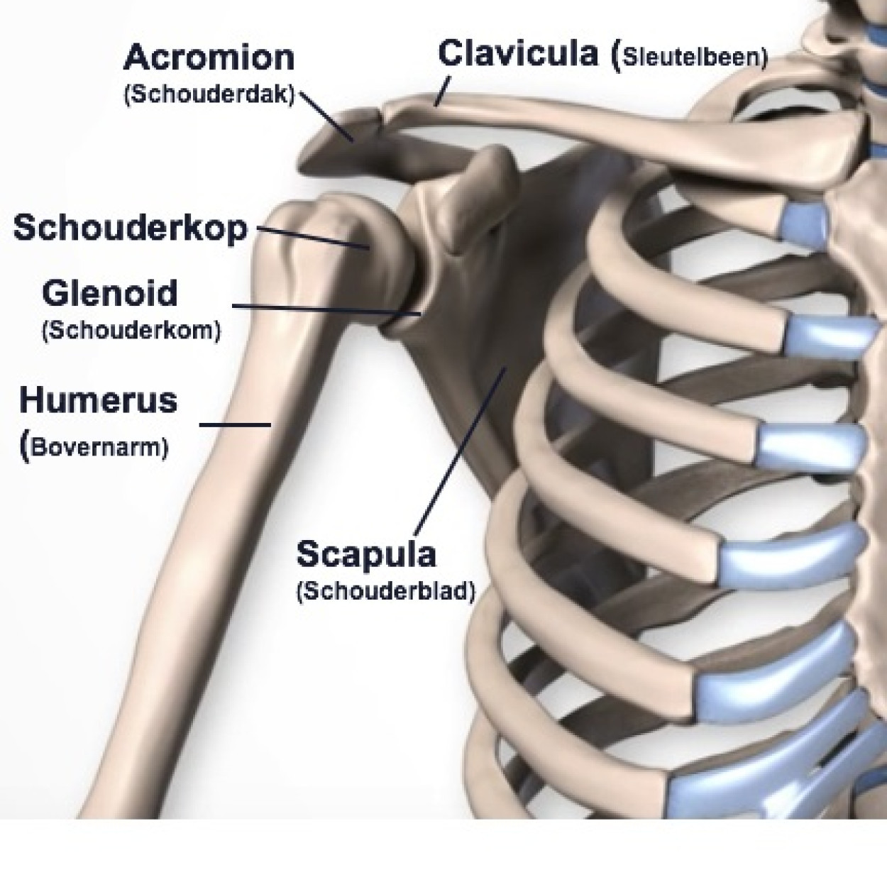 Cuffruptuur (gescheurde schouderpees) | St. Antonius Ziekenhuis
