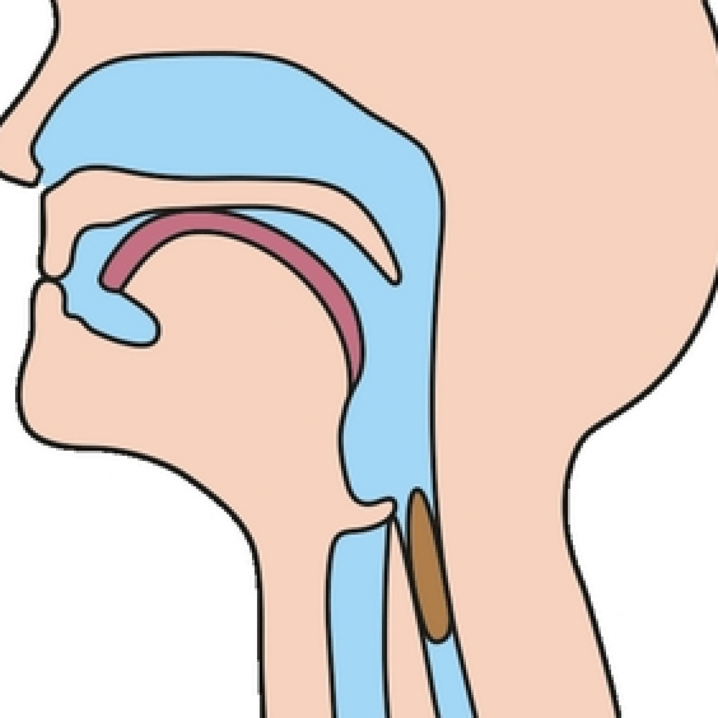 Slikstoornis (dysfagie) | St. Antonius Ziekenhuis