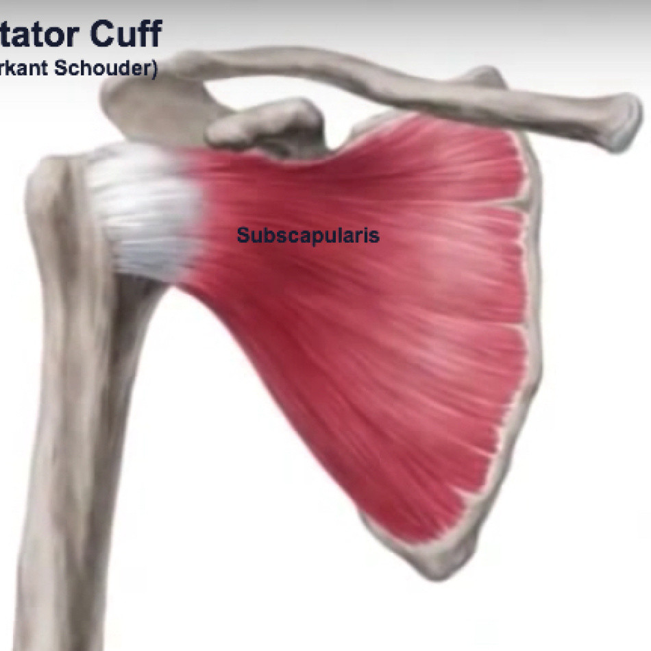 Artrose van de schouder (slijtage) | St. Antonius Ziekenhuis