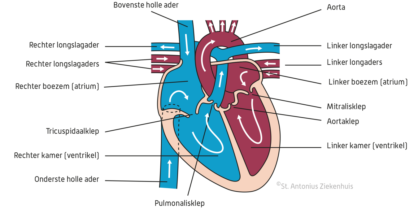 Boezemfibrilleren (atriumfibrilleren) | St. Antonius Ziekenhuis