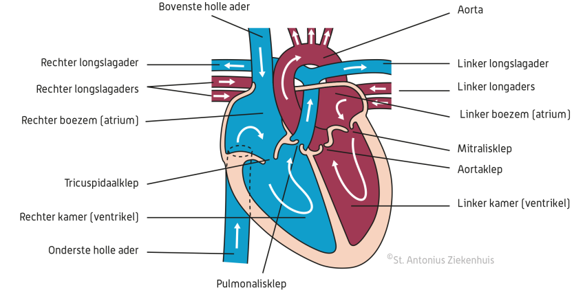 Boezemfibrilleren (atriumfibrilleren) | St. Antonius Ziekenhuis
