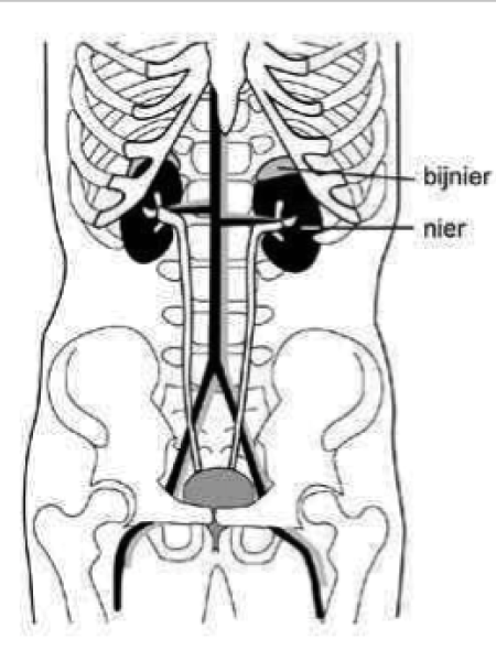 Nierverwijderingsoperatie (nefrectomie) | St. Antonius Ziekenhuis