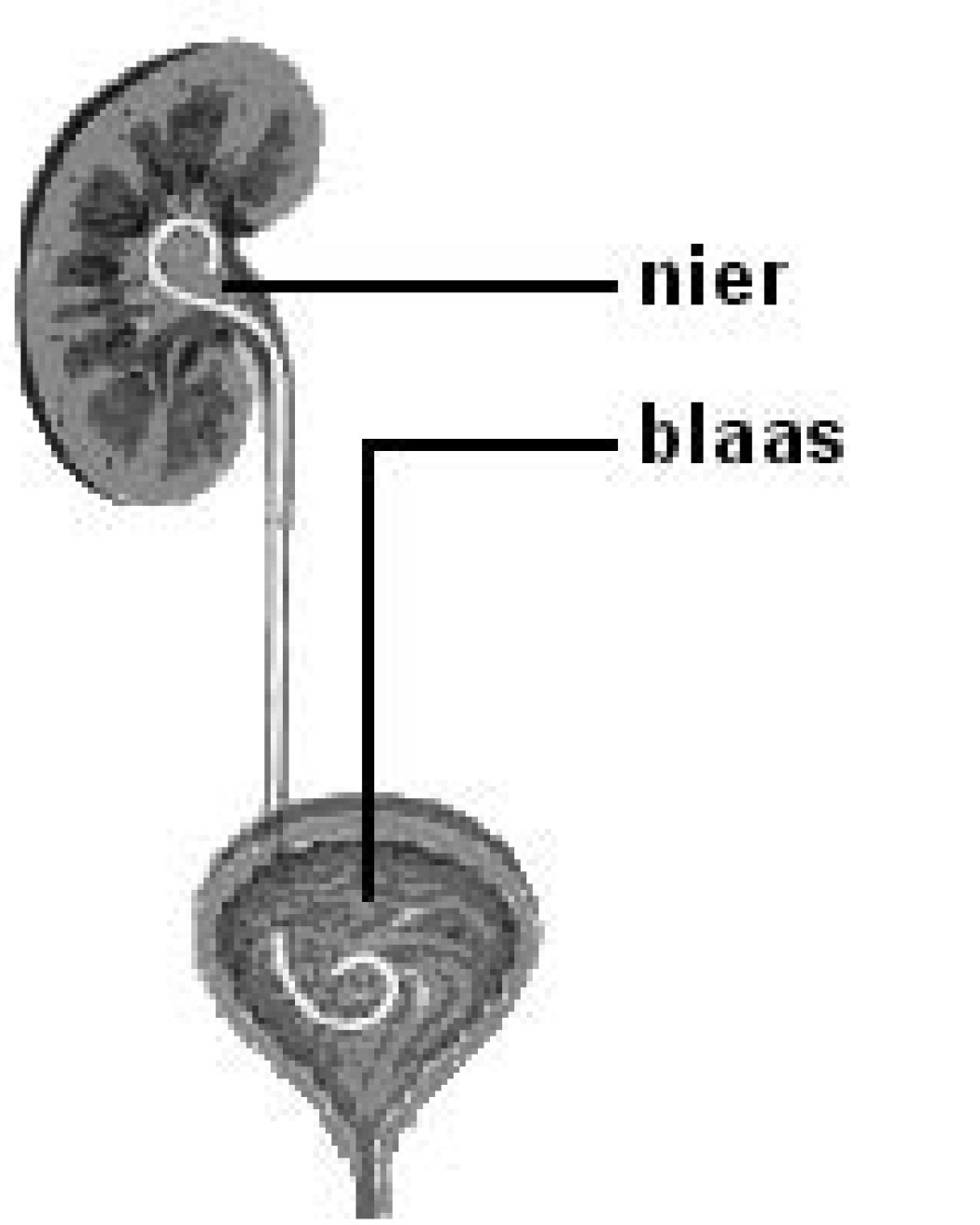 JJ-katheter | St. Antonius Ziekenhuis